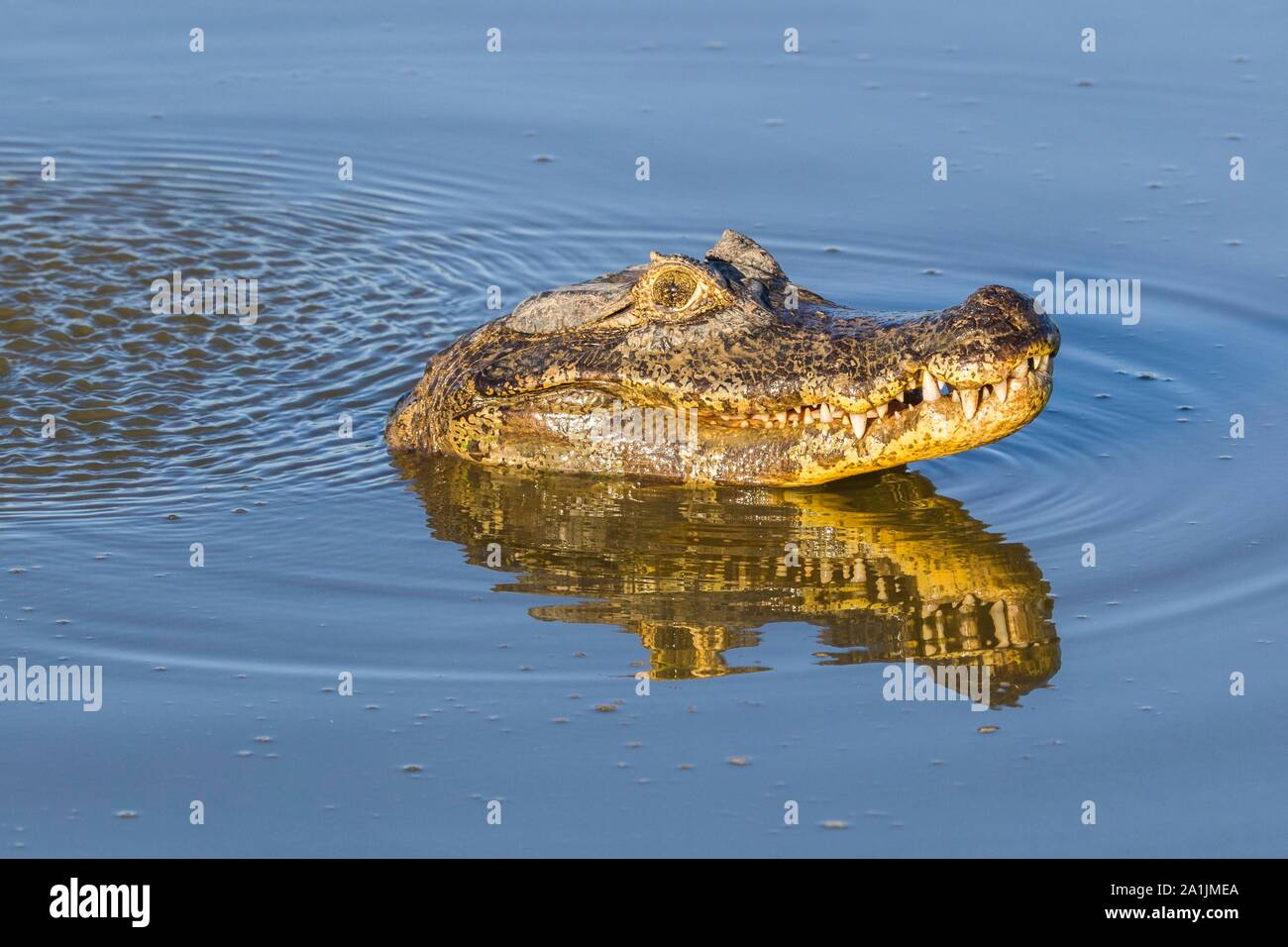 Yacare Caiman (Caiman yacare), resting in water with water reflection ...