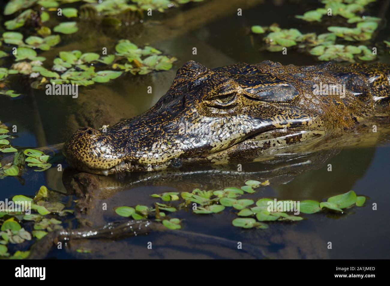 Yacare Caiman (Caiman yacare) resting in water, animal portrait ...