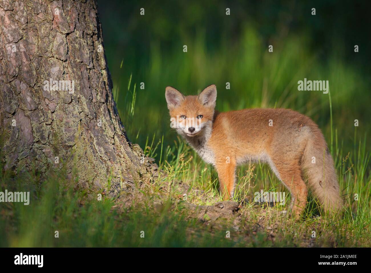Red fox (Vulpes vulpes), cub in the forest, Germany Stock Photo - Alamy