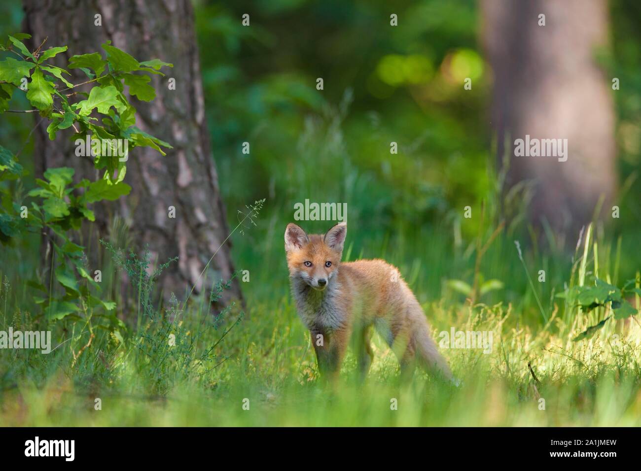 Red fox (Vulpes vulpes), cub in the forest, Germany Stock Photo - Alamy