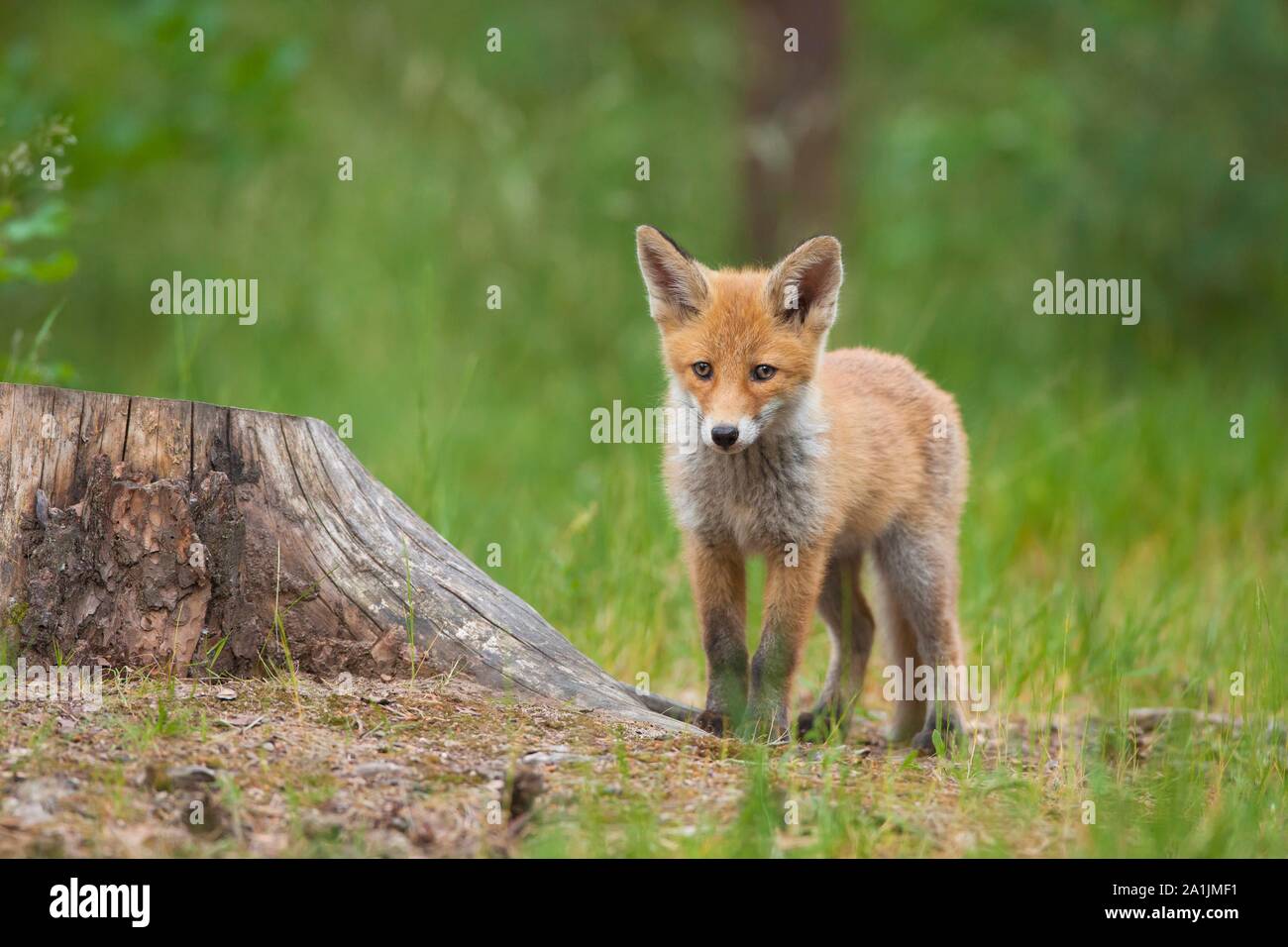 Red fox (Vulpes vulpes), cub, Germany Stock Photo - Alamy