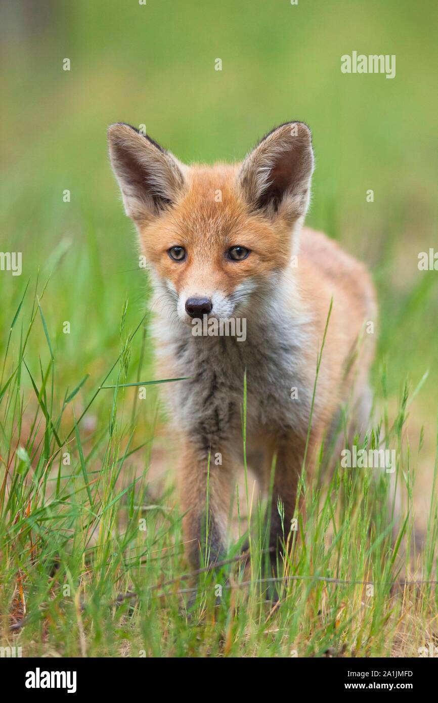 Red fox (Vulpes vulpes), cub in grass, Germany Stock Photo - Alamy
