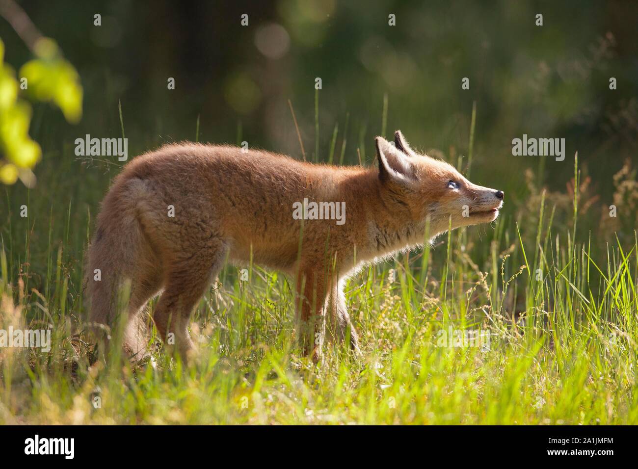Red fox (Vulpes vulpes), cub in the forest, Germany Stock Photo - Alamy
