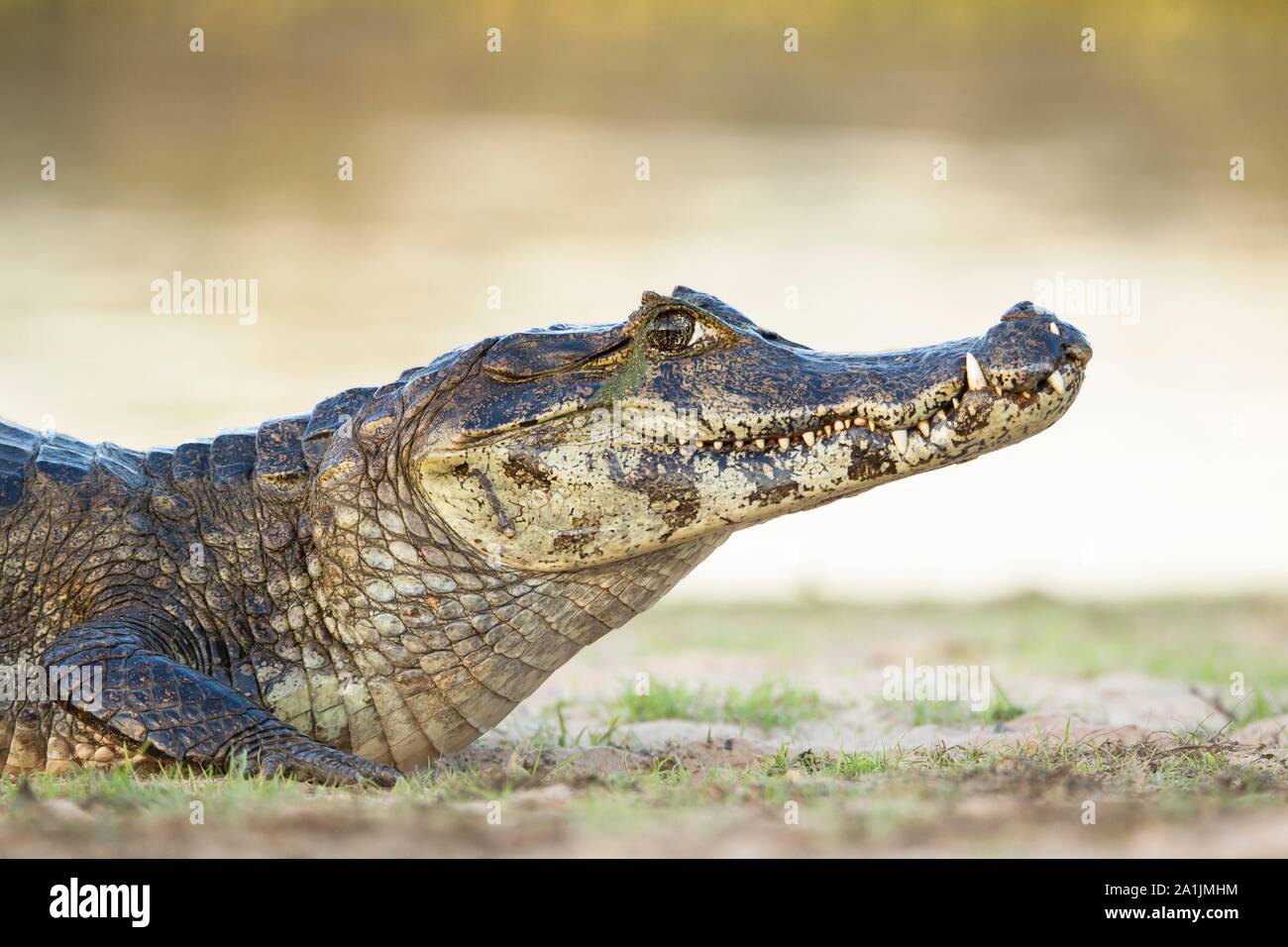 Yacare Caiman (Caiman yacare), animal portrait, lying on land, Pantanal ...