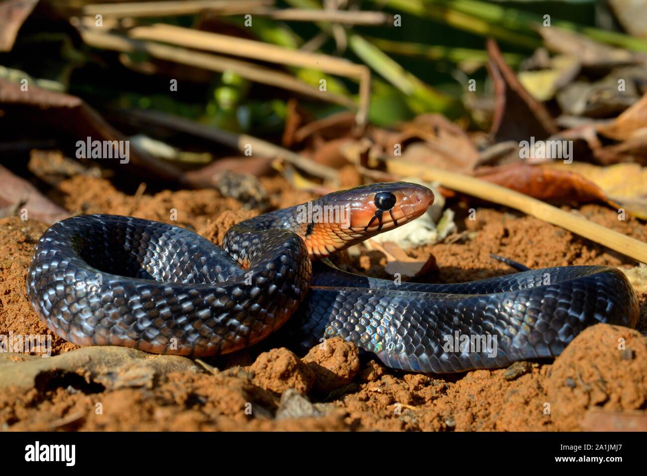 Eastern indigo snake (Drymarchon couperi), captive, USA Stock Photo - Alamy