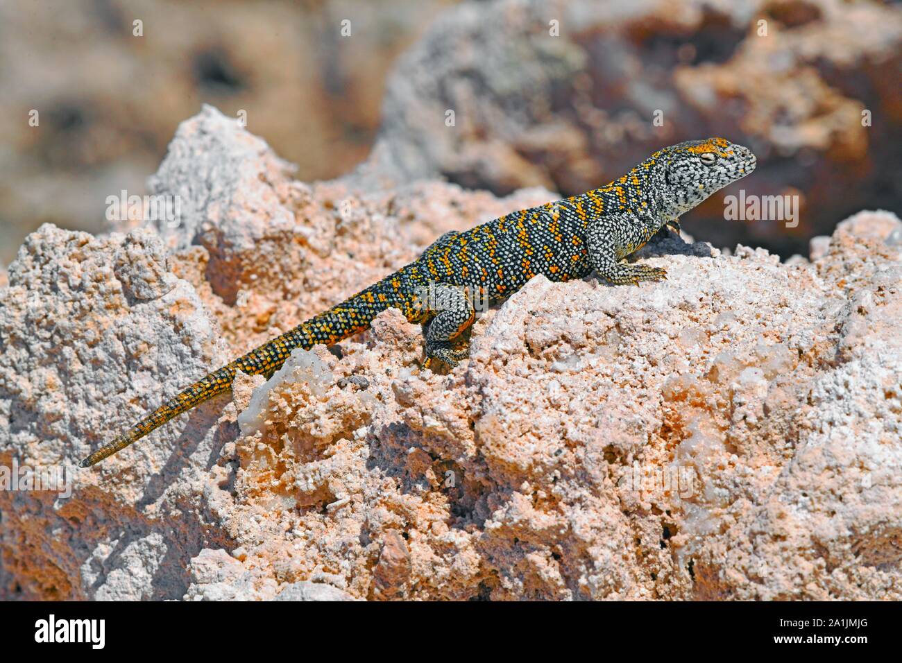 Fabian's lizard (Liolaemus fabiani), endemic, Salar de Atacama, Chile ...
