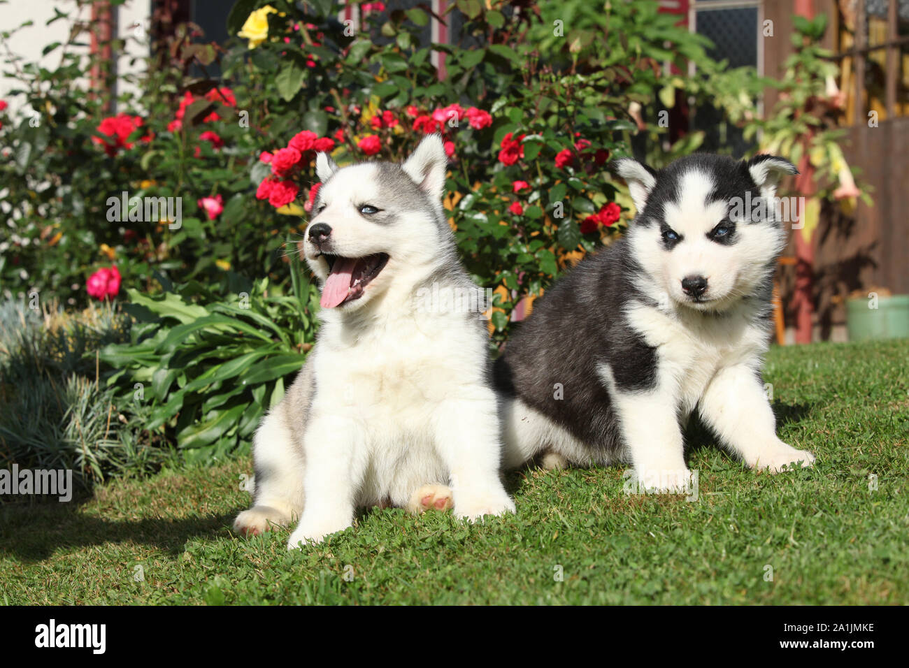 Two gorgeous puppies of siberian husky sitting in front of red roses ...