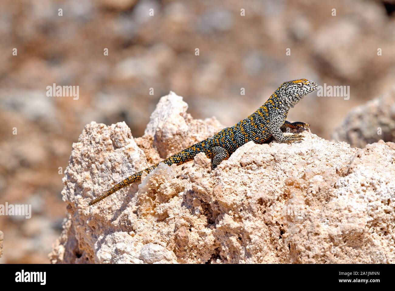 Fabian's lizard (Liolaemus fabiani), endemic, Salar de Atacama, Chile ...