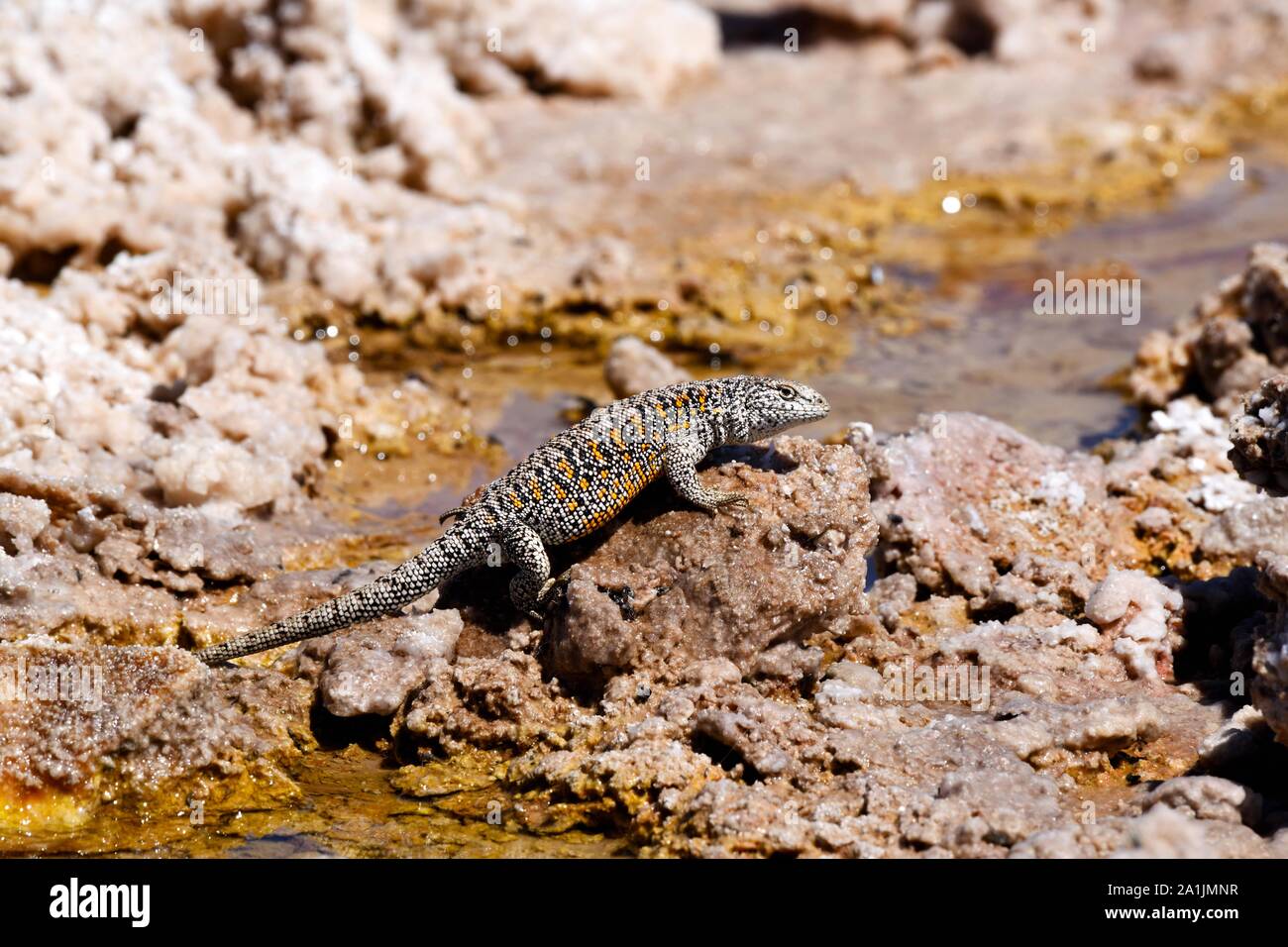 Fabian's lizard (Liolaemus fabiani), endemic, Salar de Atacama, Chile ...