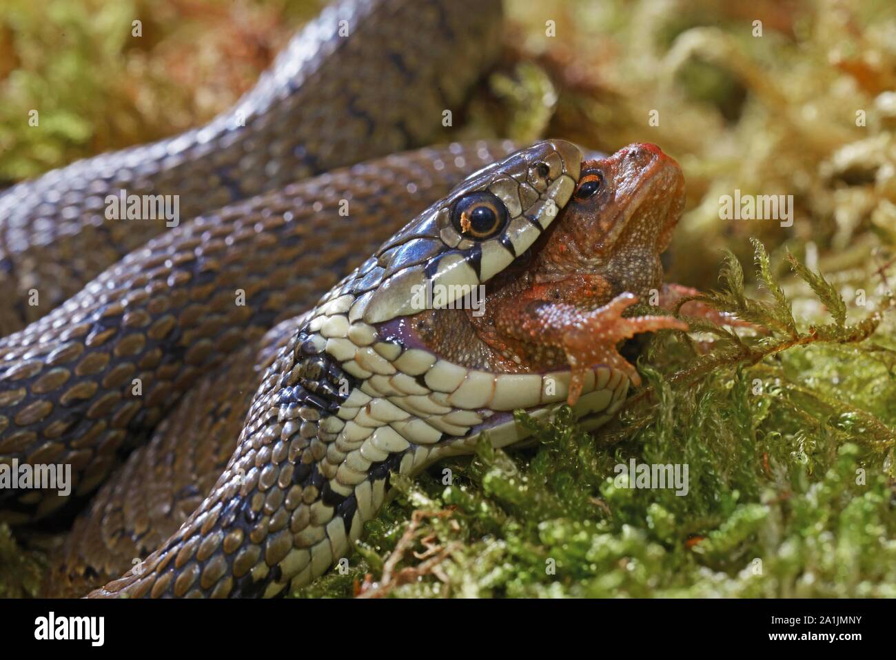 Barred grass snake (Natrix helvetica), eating a toad, Poitou, France ...
