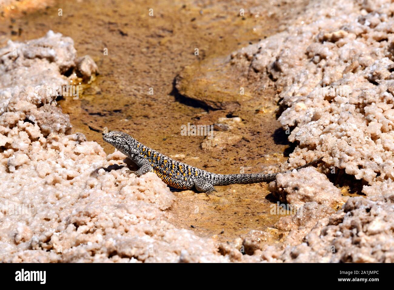 Fabian's lizard (Liolaemus fabiani), endemic, Salar de Atacama, Chile ...