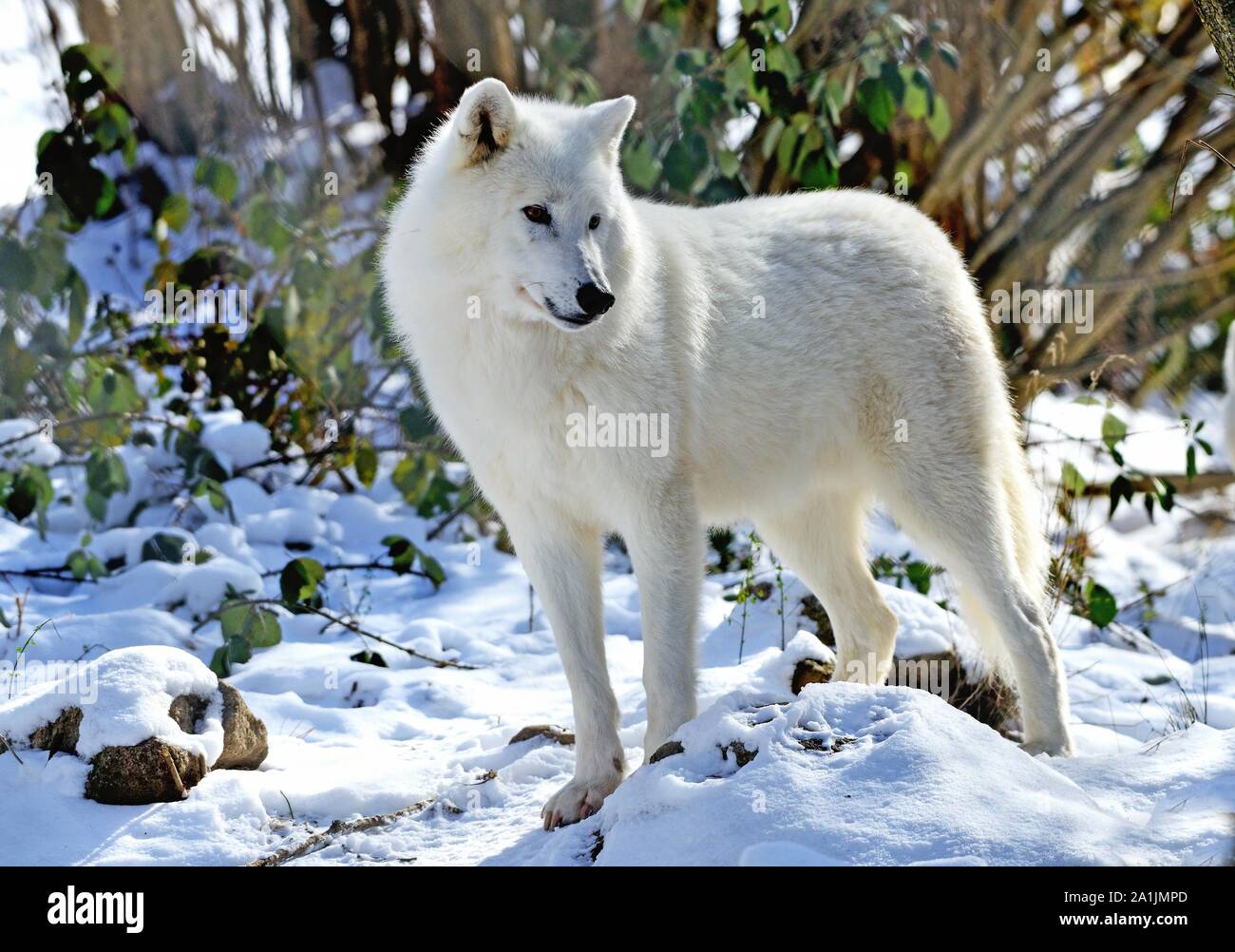 Polar wolf (Canis lupus arctos), standing in the snow, captive, Canada ...