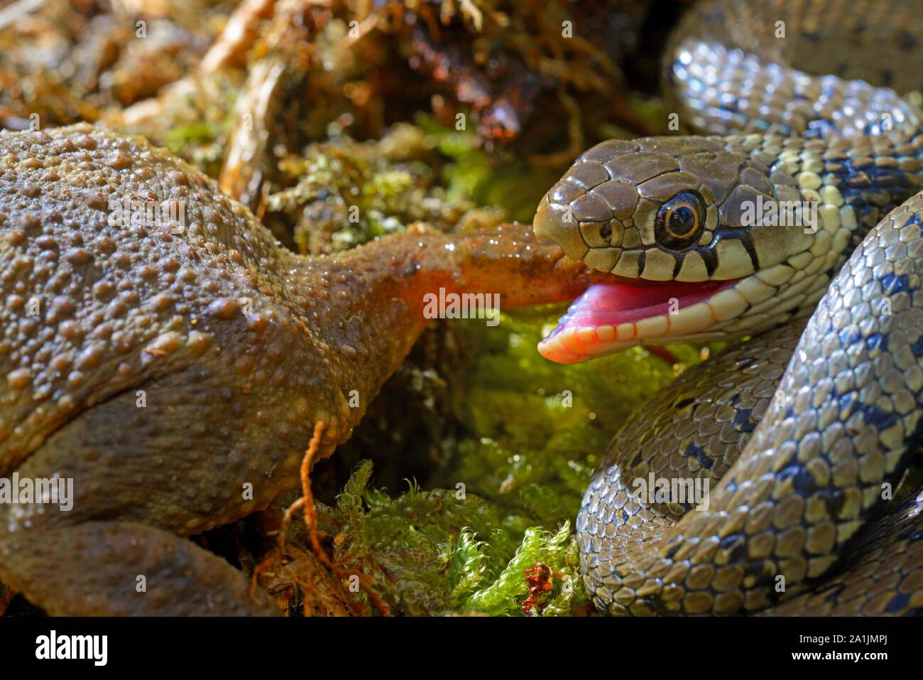 Barred grass snake (Natrix helvetica), eating a toad, Poitou, France ...