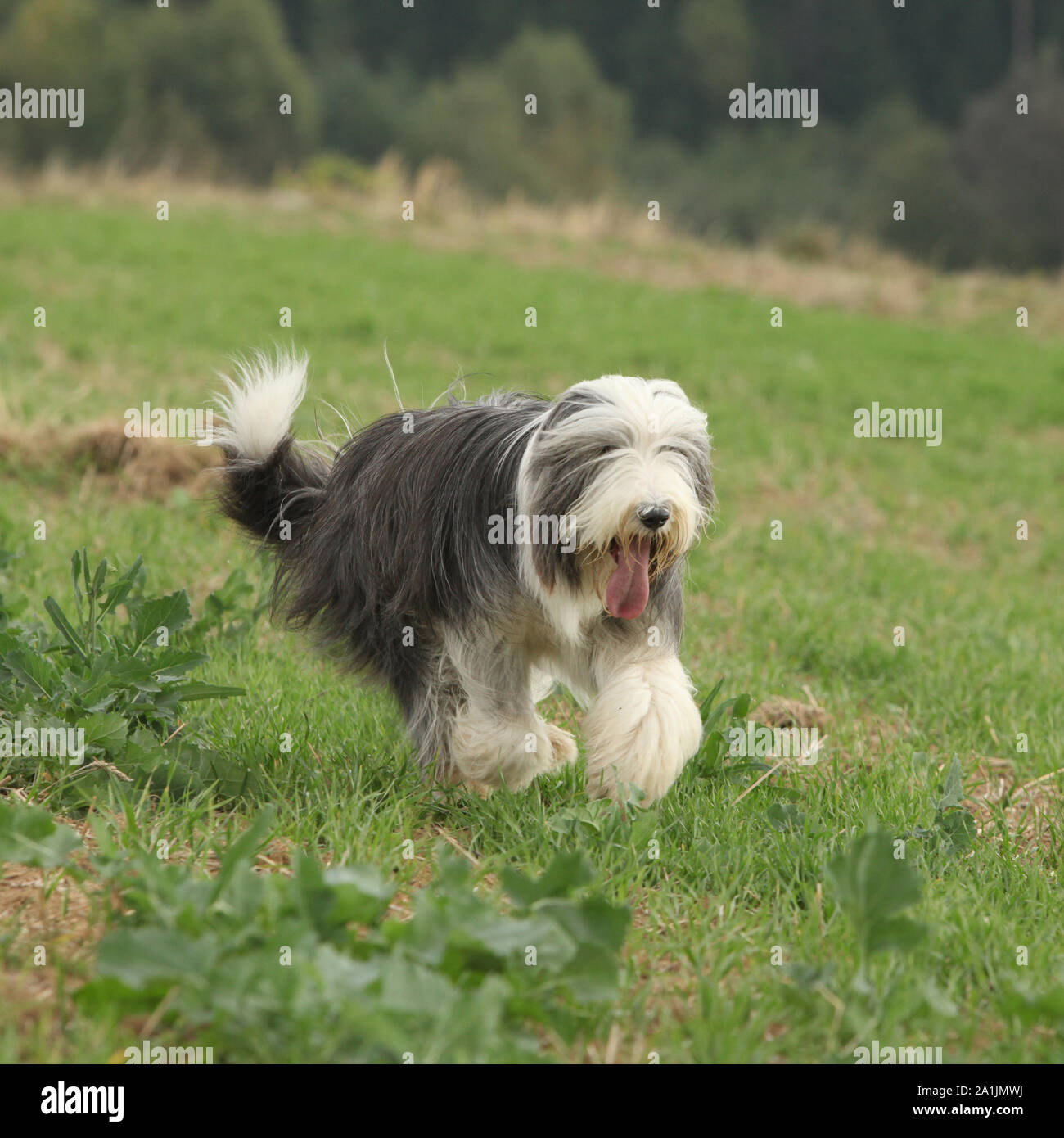 Bearded collie dog running in hi-res stock photography and images - Alamy