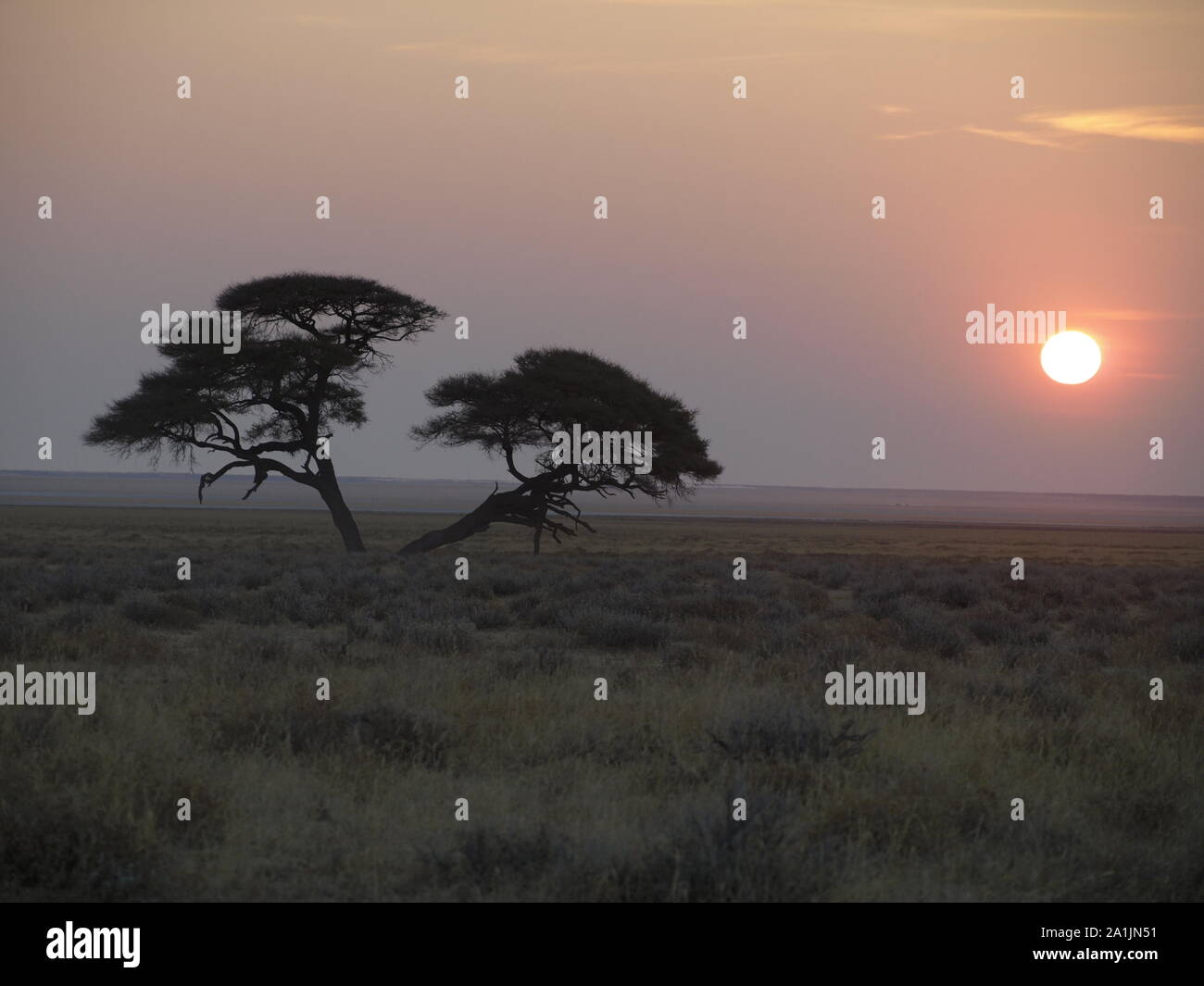Tree in savanna Stock Photo - Alamy