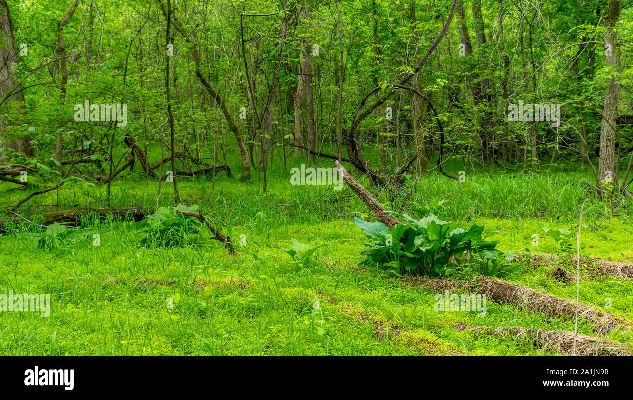 Dead tree laying in a field surrounded by green Stock Photo - Alamy
