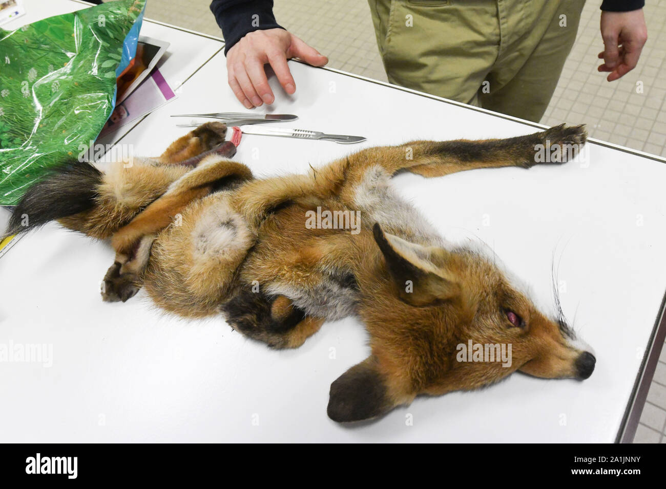 Taxidermy; Taxidermist preparing the skin of a fox Stock Photo - Alamy