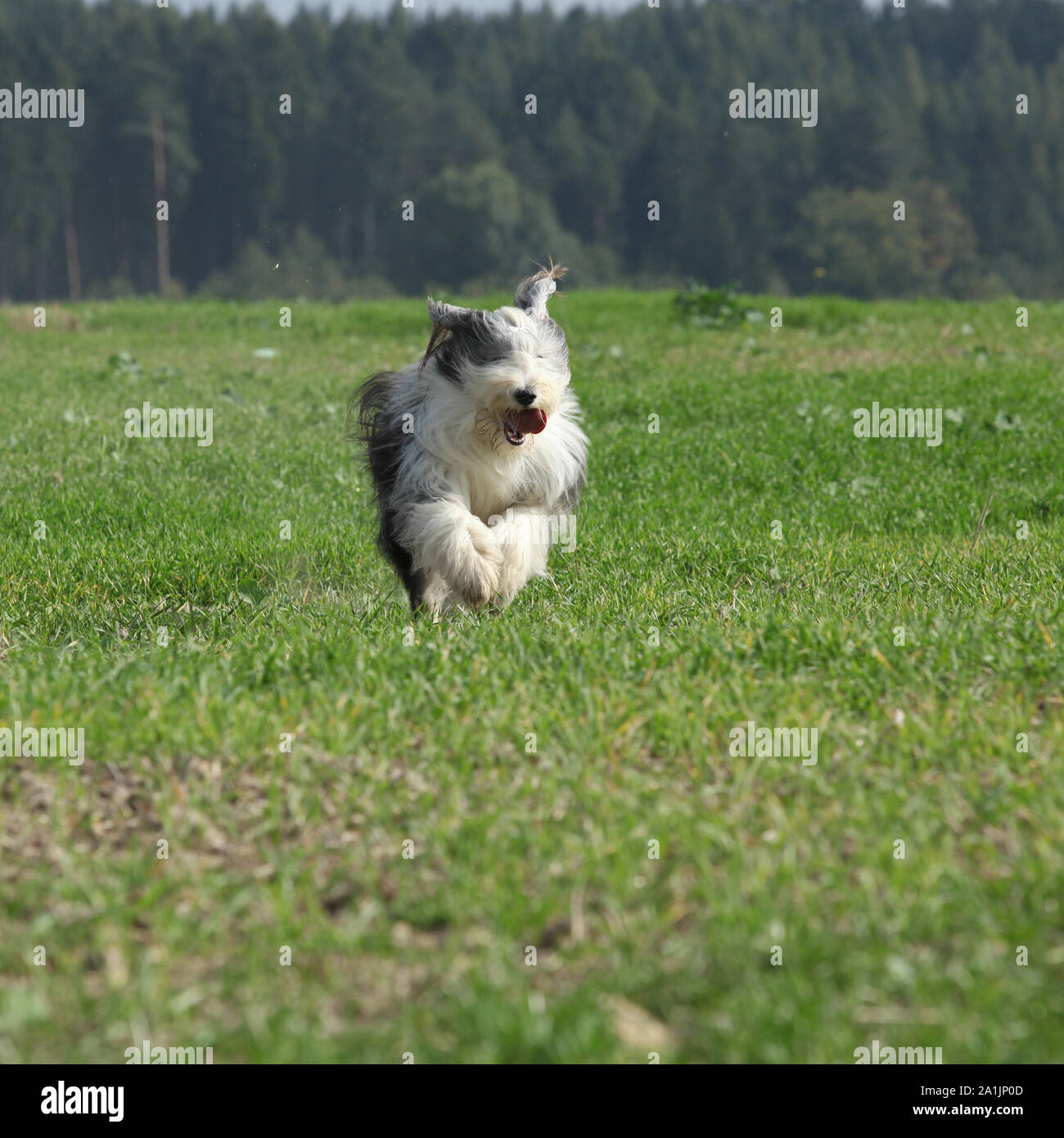 Bearded collie dog running in hi-res stock photography and images - Alamy