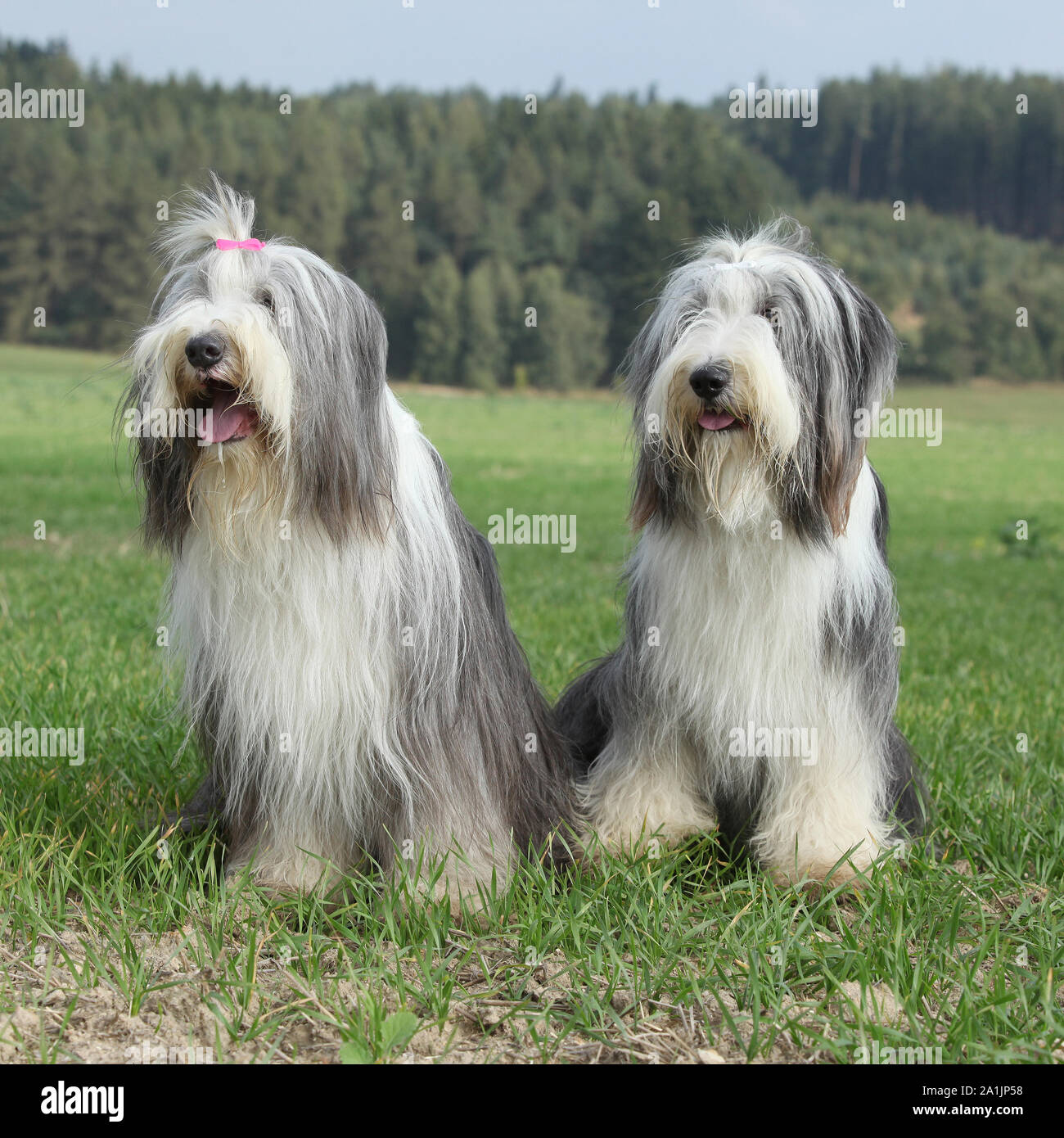 Amazing doggy hi-res stock photography and images - Alamy