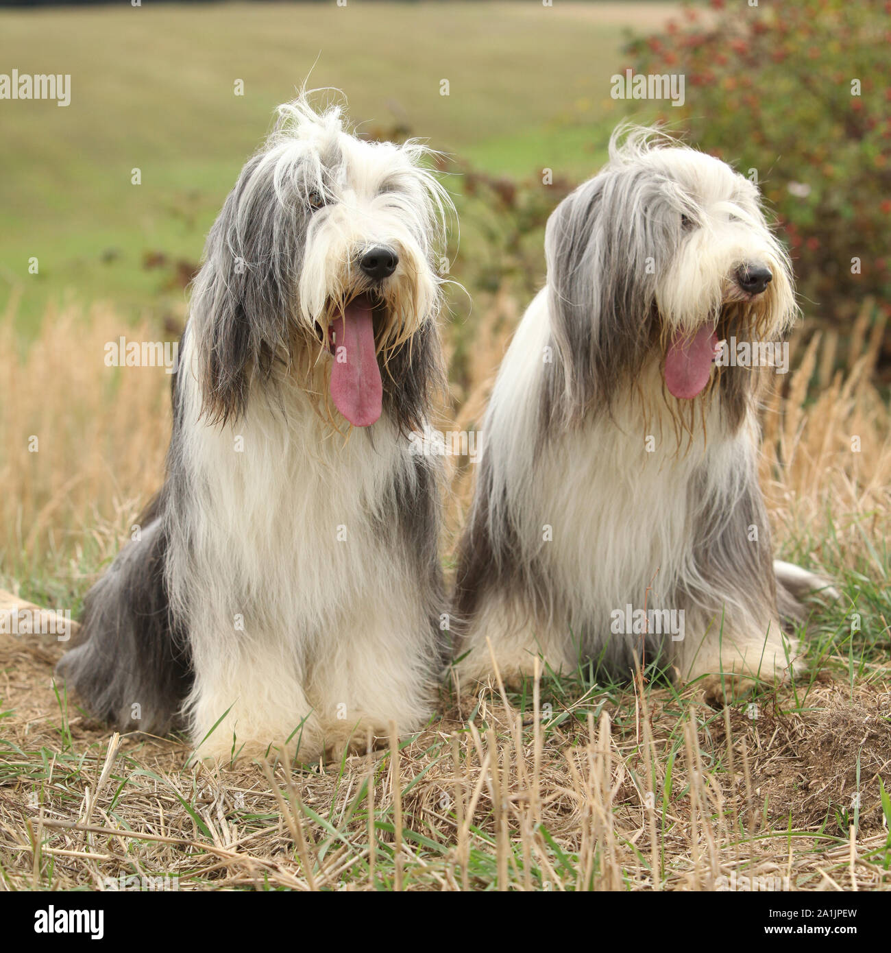 Bearded Collies High Resolution Stock Photography and Images - Alamy