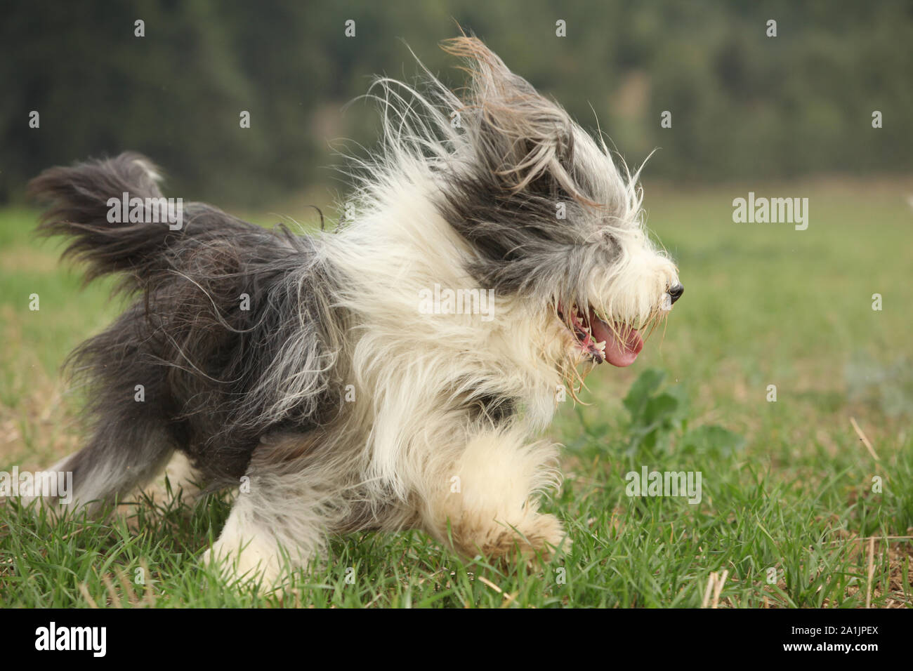 Bearded collie dog running in hi-res stock photography and images - Alamy