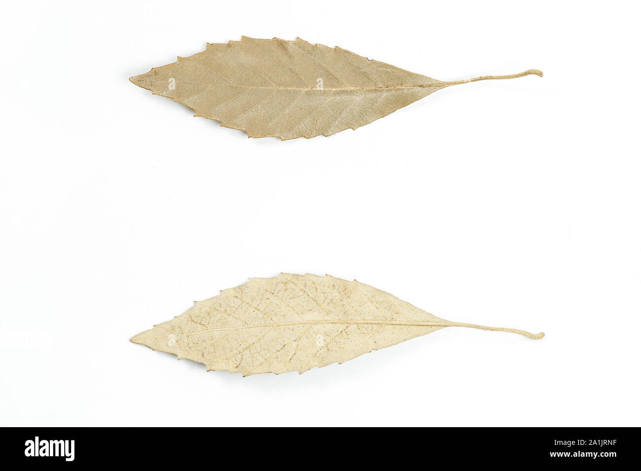 autumn dry leaf on white isolated background. front and back view Stock ...