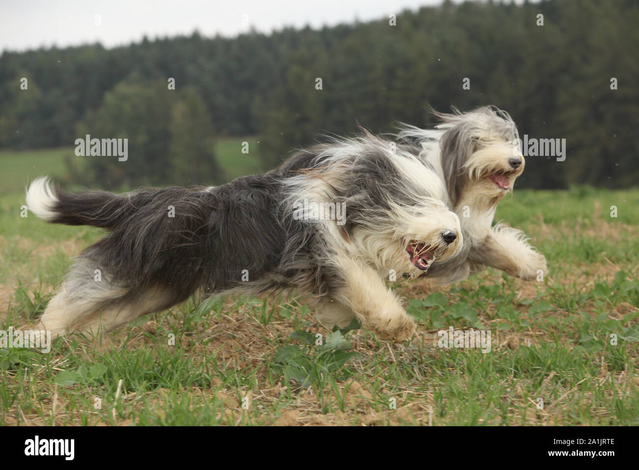 Two amazing bearded collies running together in summer Stock Photo - Alamy