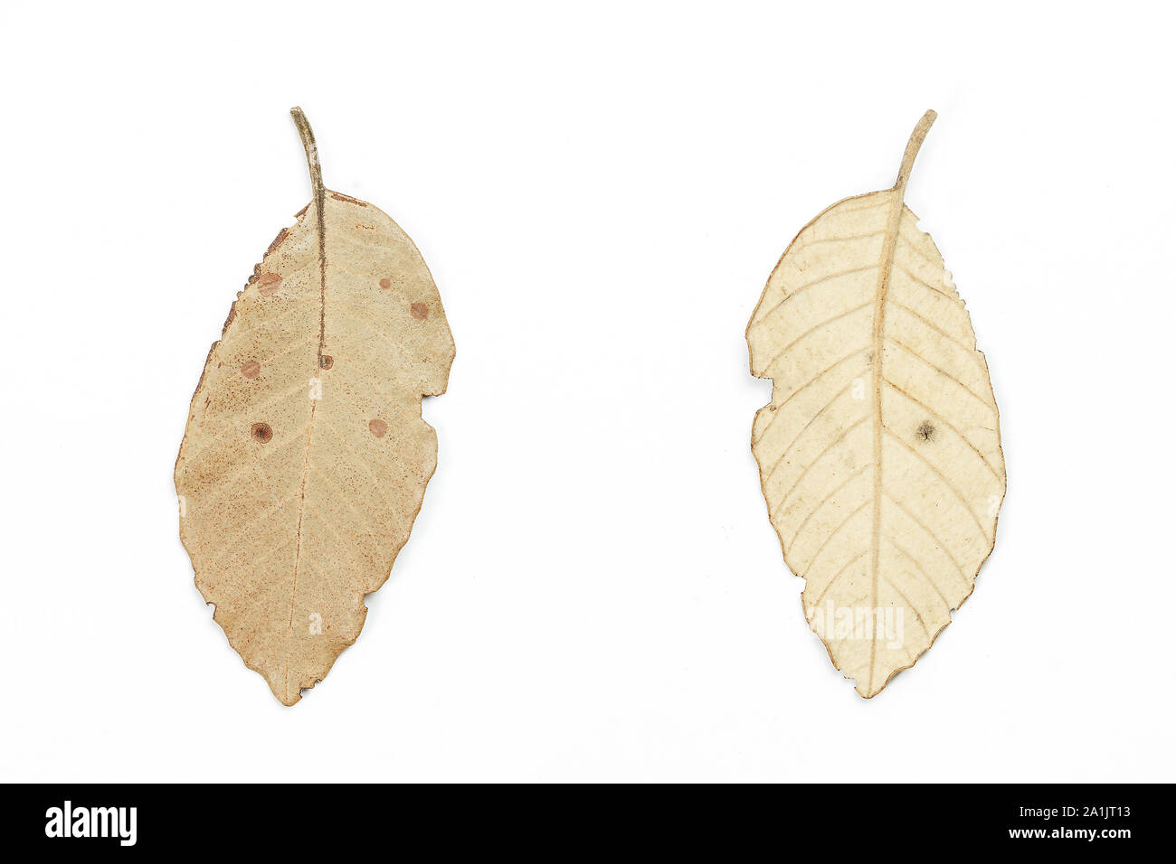 autumn dry leaf on white isolated background. front and back view Stock ...
