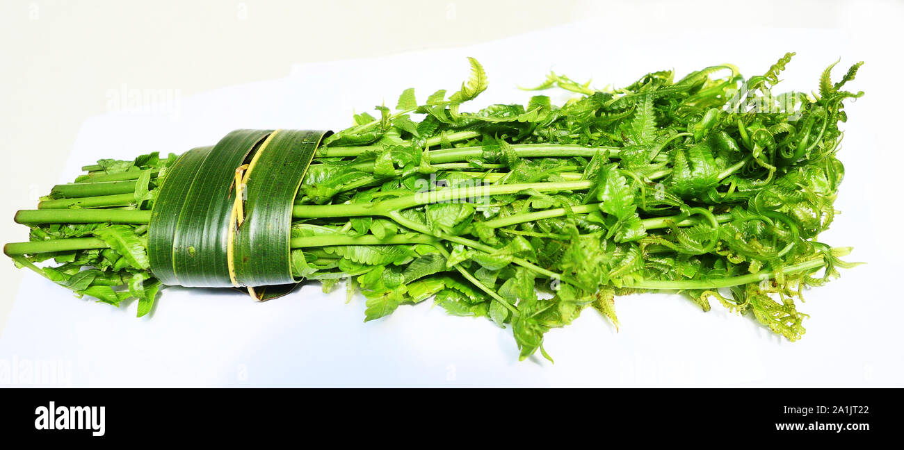 Paco or vegetable fern ( Diplazium esculentum ) isolated on white ...