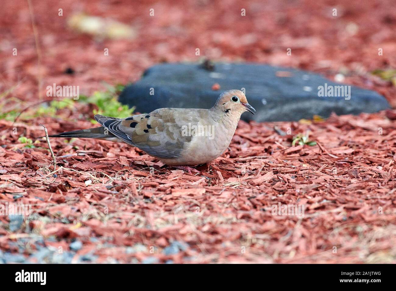 Mourning doves perched hi-res stock photography and images - Alamy