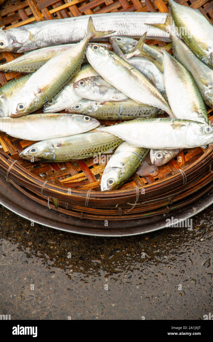 Fish rain on pavement hi-res stock photography and images - Alamy