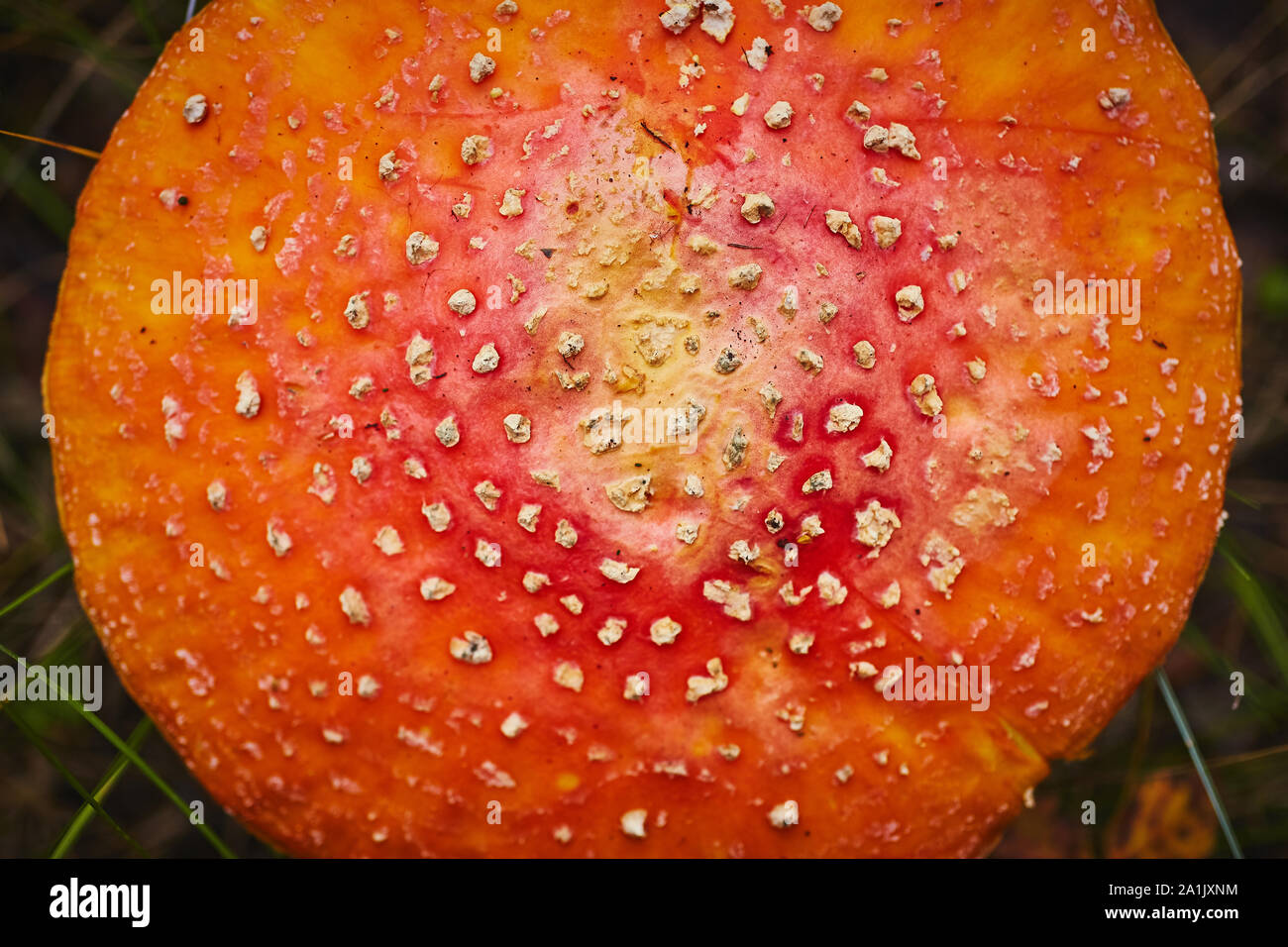 Fly agaric background. Red white mottling toadstool cap surface Stock ...