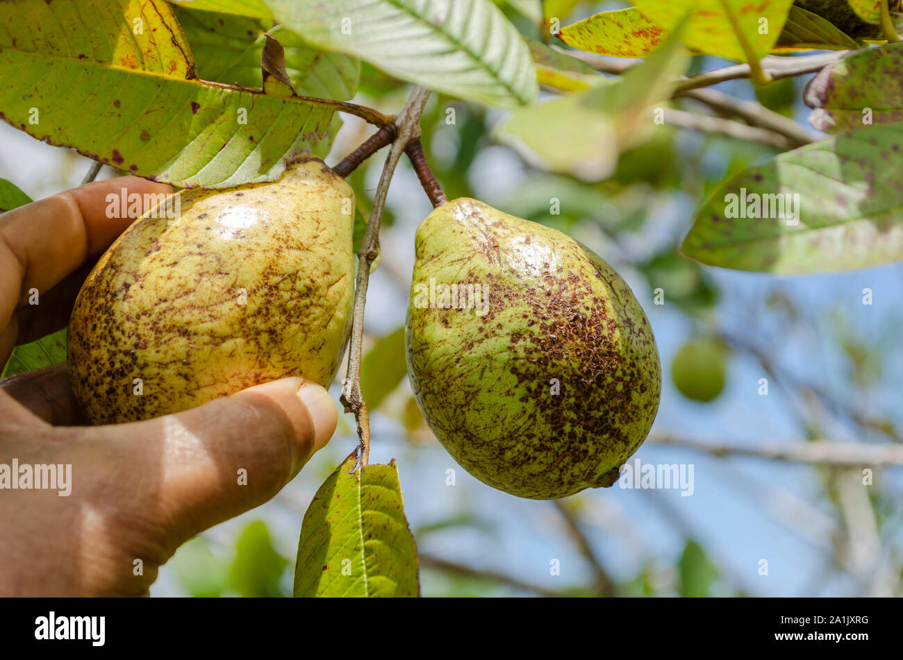 Apple guavas hi-res stock photography and images - Alamy