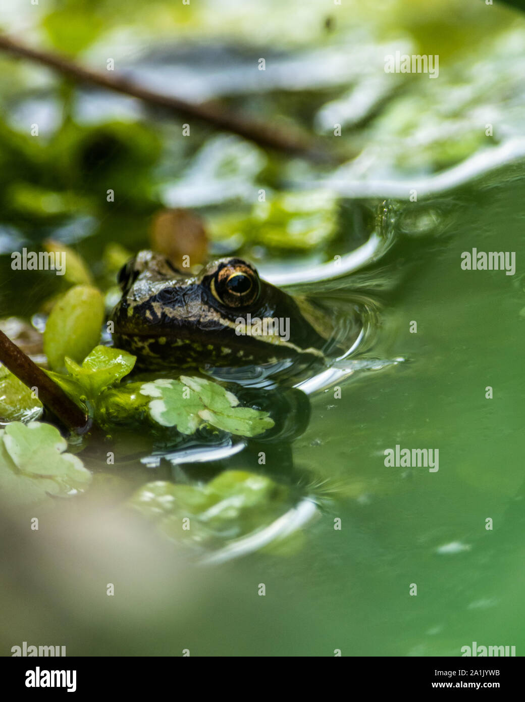 Common Garden Frog High Resolution Stock Photography and Images - Alamy