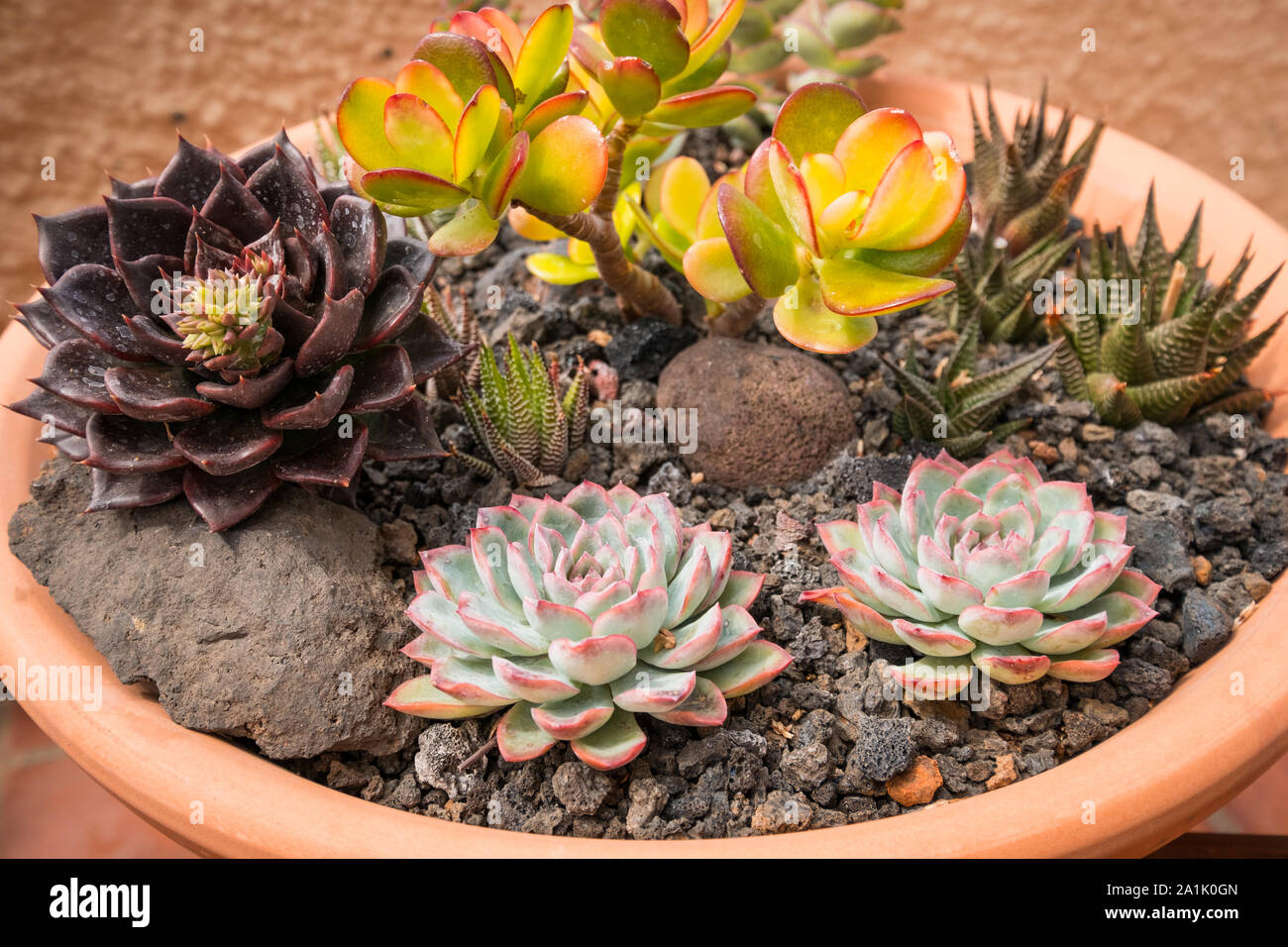 Mixed pot plants hi-res stock photography and images - Alamy