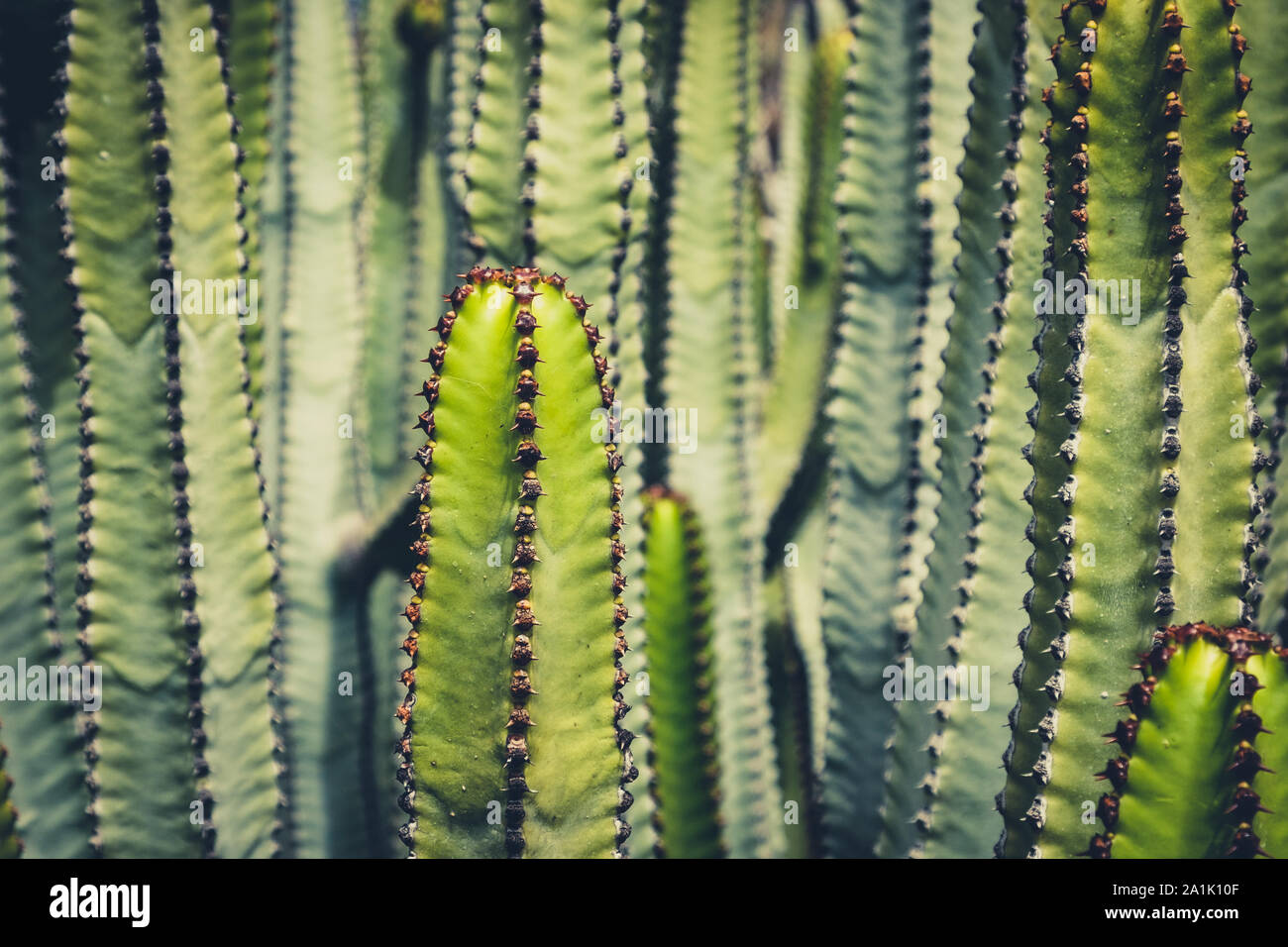 cactus plant closeup - Euphorbia Ingens, cactus macro, Tenerife Stock ...