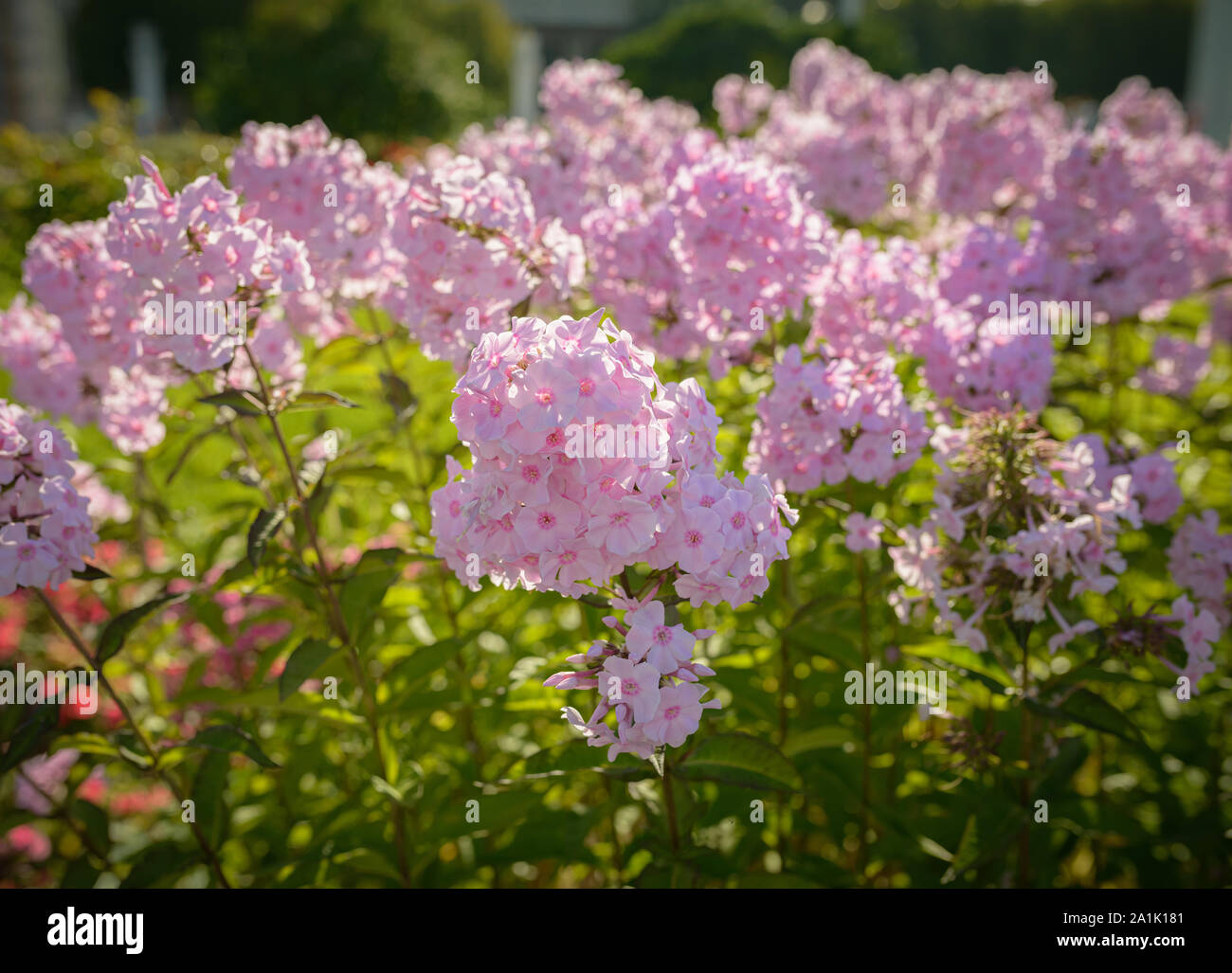 Wallpaper pink phlox flowers hi-res stock photography and images - Alamy