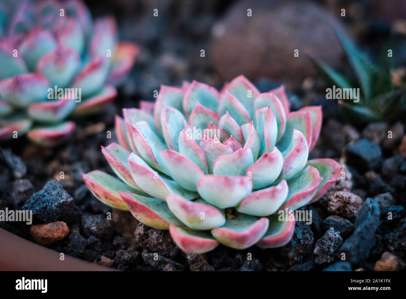 Succulent plants centerpiece hi-res stock photography and images - Alamy