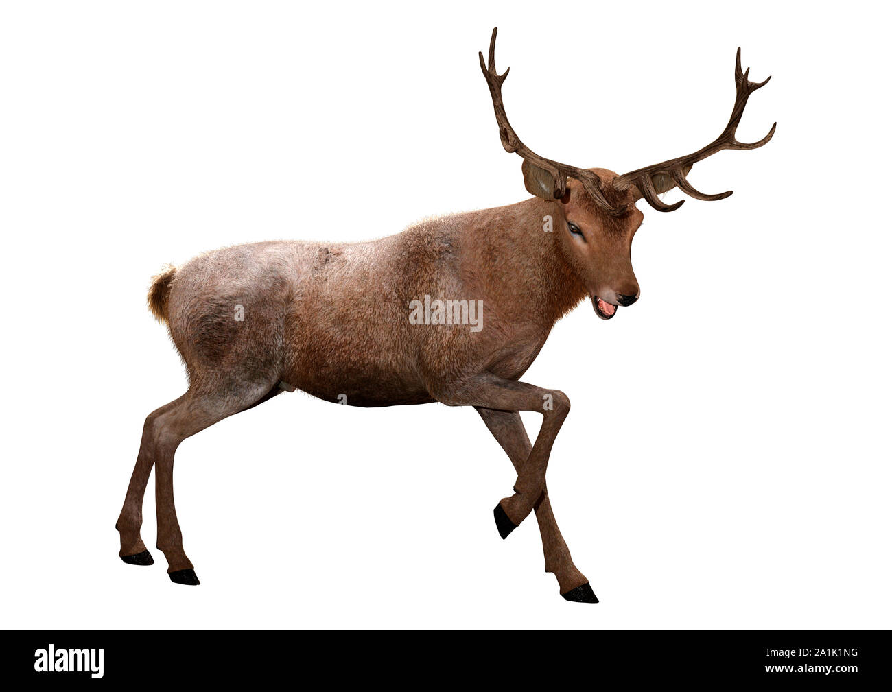 3D rendering of a male deer isolated on white background Stock Photo ...