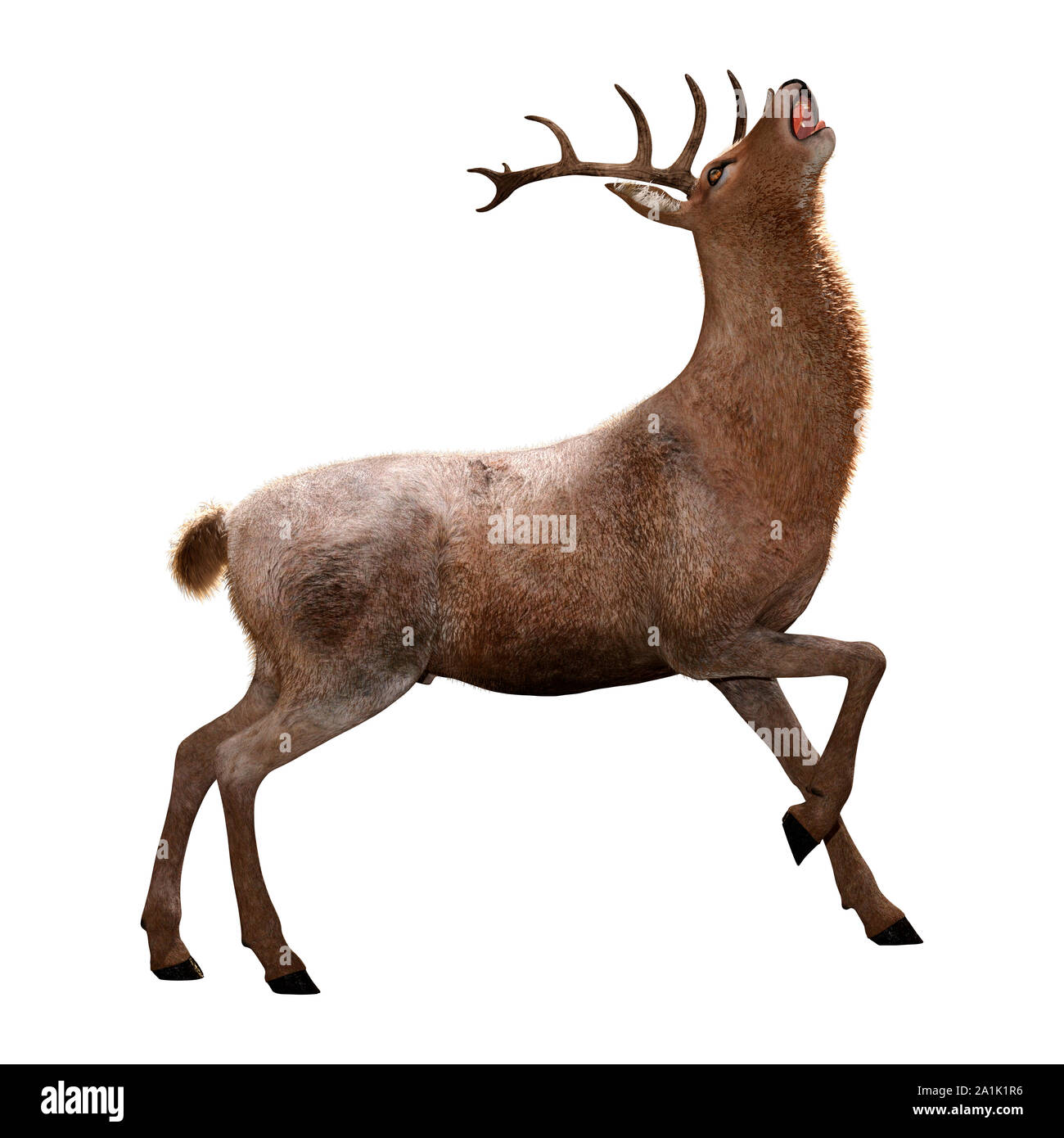 3D rendering of a male deer isolated on white background Stock Photo ...