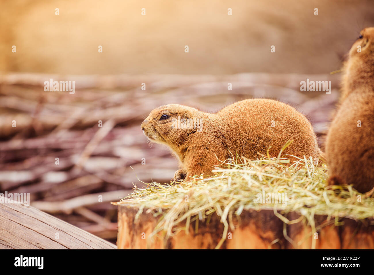 Prairie dog africa hi-res stock photography and images - Alamy