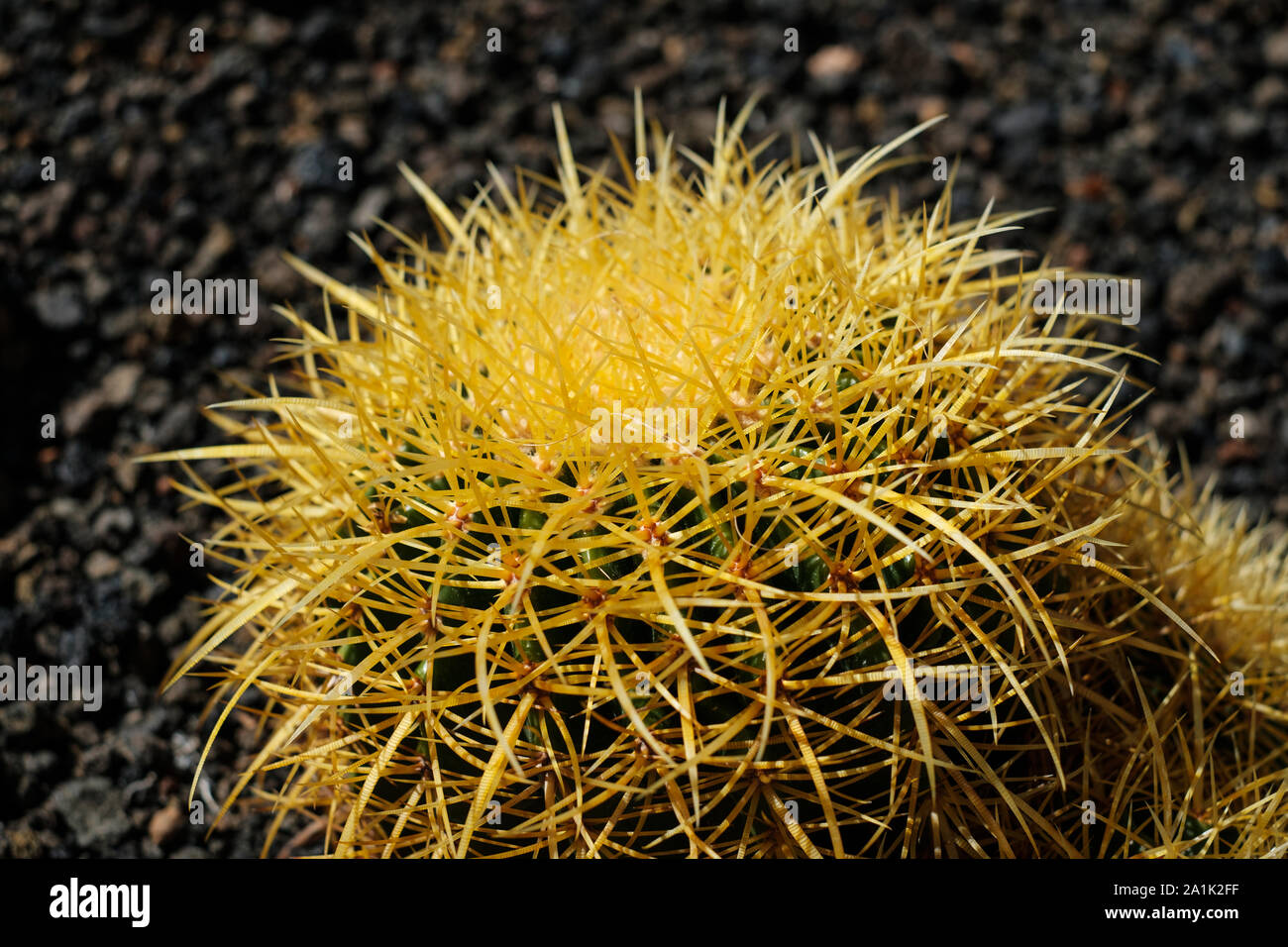 round barrel cactus , round cactus plant detail Stock Photo - Alamy