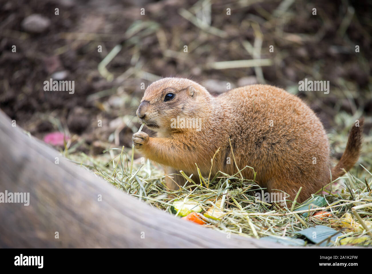 Close up picture of a prairie dog in the Zoo Stock Photo - Alamy