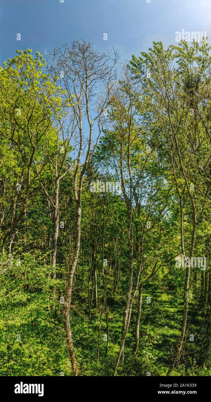 Vertical greenery hi-res stock photography and images - Alamy
