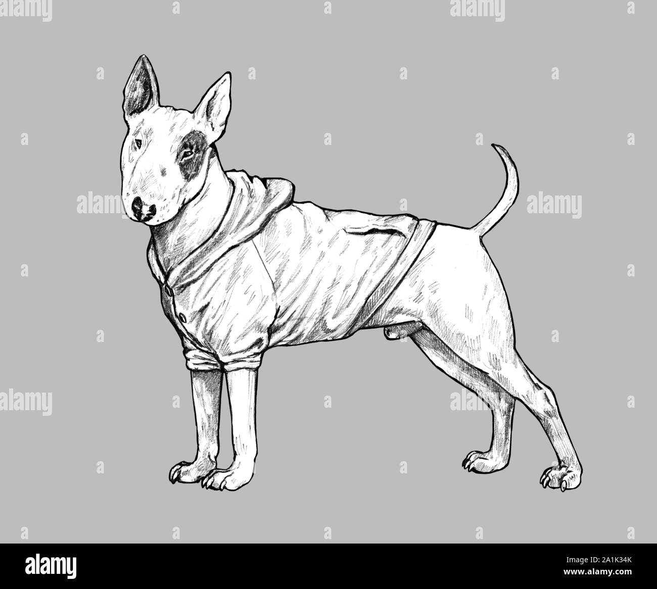 Silly English Bull Terrier Drawing