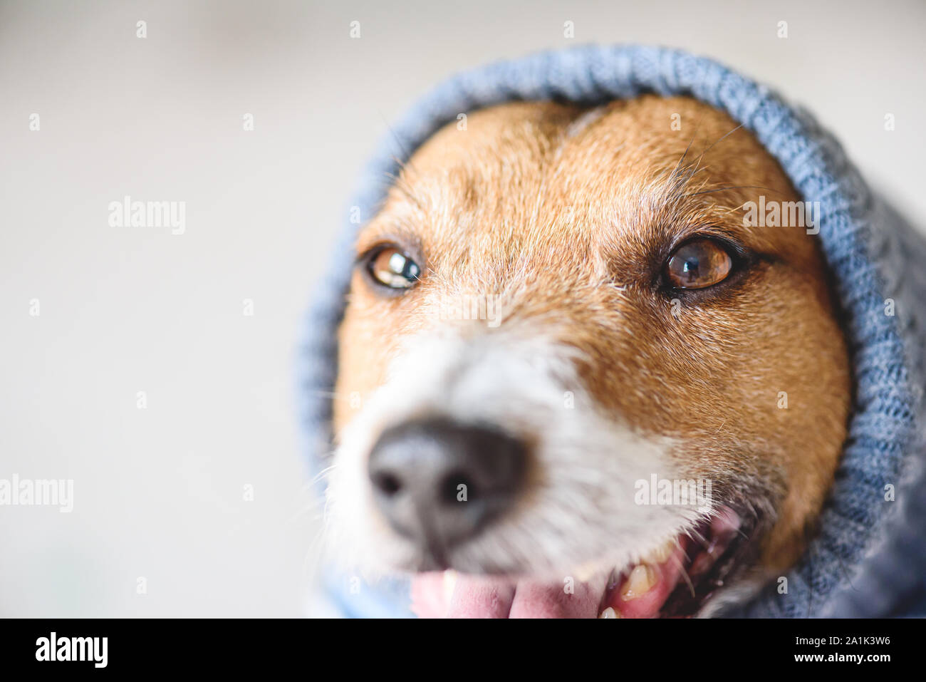 Dog wearing warm knitted headdress ready for walk in cold weather Stock ...