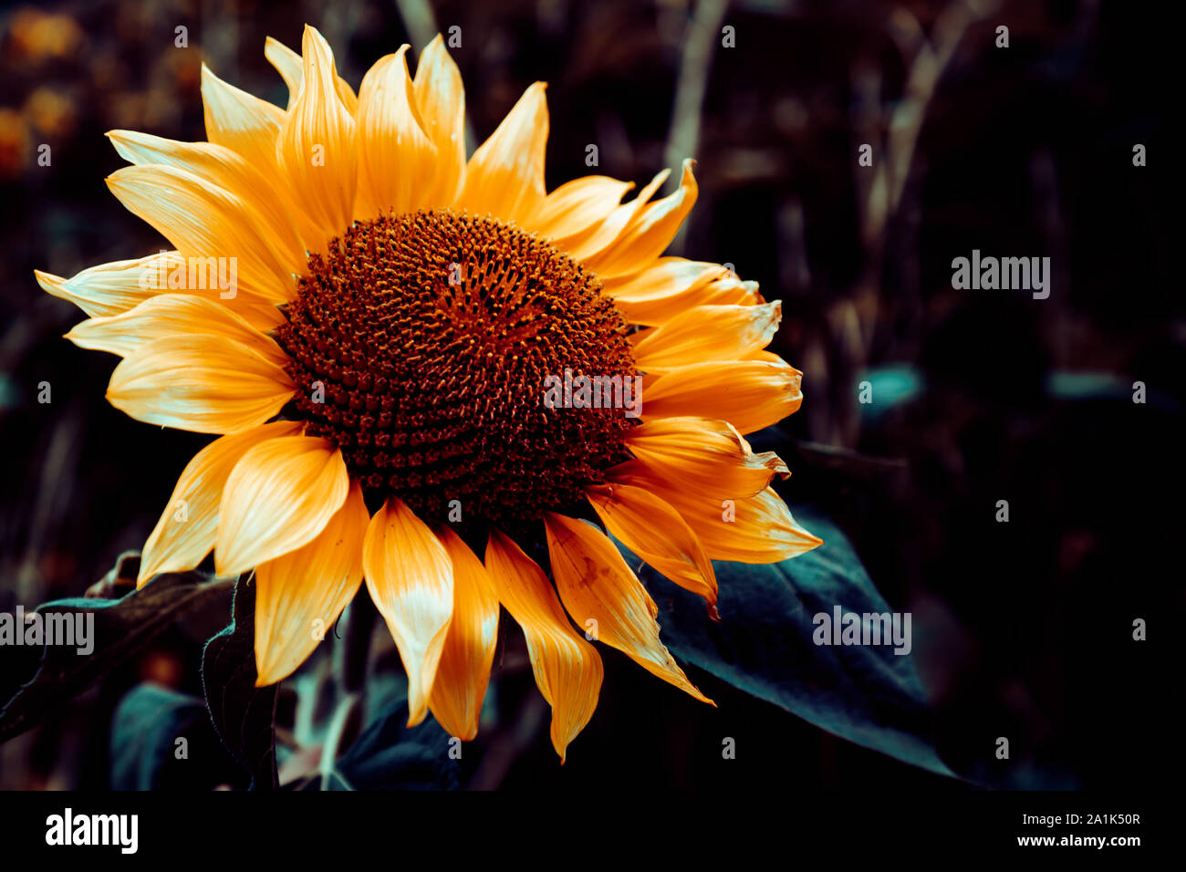 Single sunflower in a sunflower field, rustic edit Stock Photo - Alamy