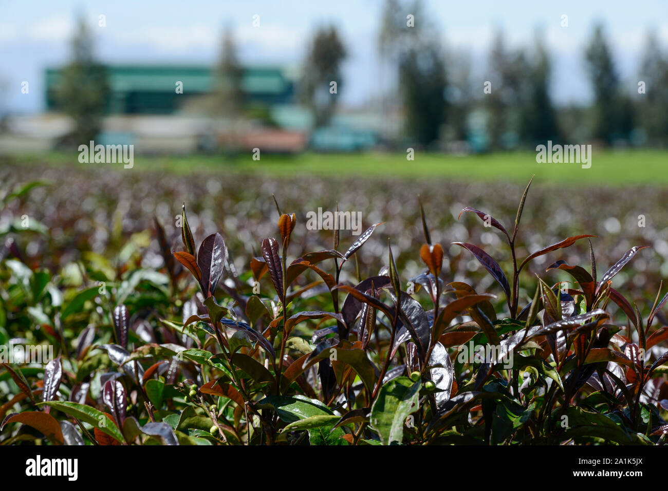 Kenya tea plant hi-res stock photography and images - Alamy