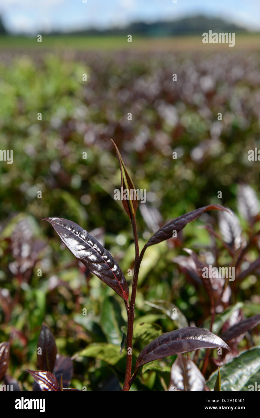 Kenya tea plant hi-res stock photography and images - Alamy