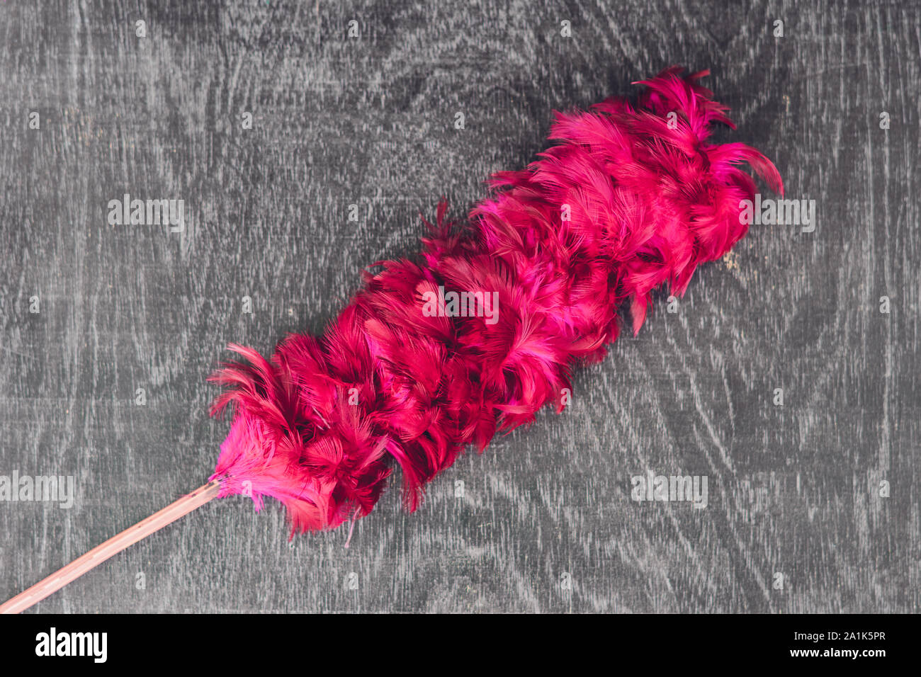 Feather duster bird hi-res stock photography and images - Alamy